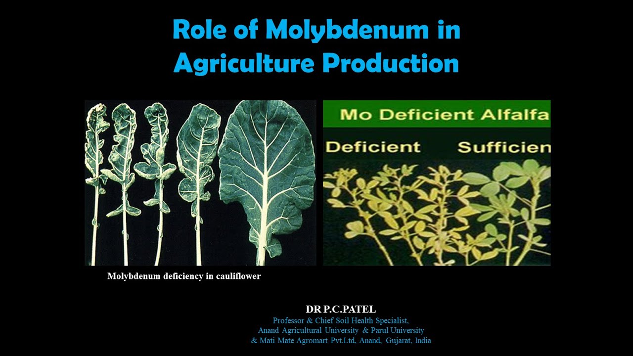 Molybdenum Deficiency In Plants