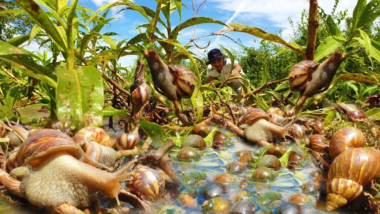 best videos fishing! pick a lots of black clams & catch snails by best ...
