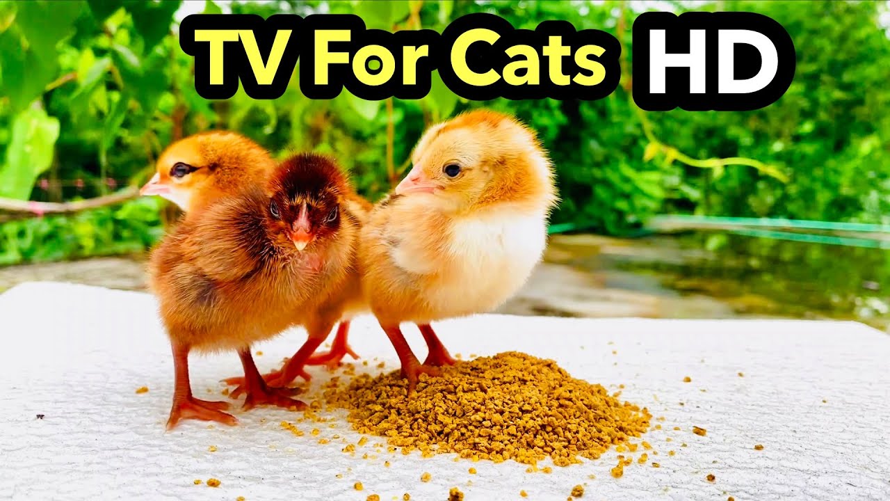 Cat TV for Cats to Watch 🐱 Bird for Cats 🐱 Cats Special Video 🕊 Birds ...