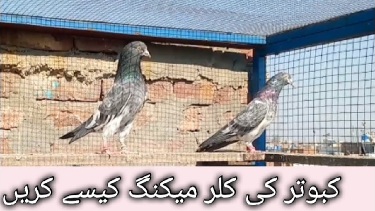 Kabootar ka color kaise banayen || Method of pigeon color making ...