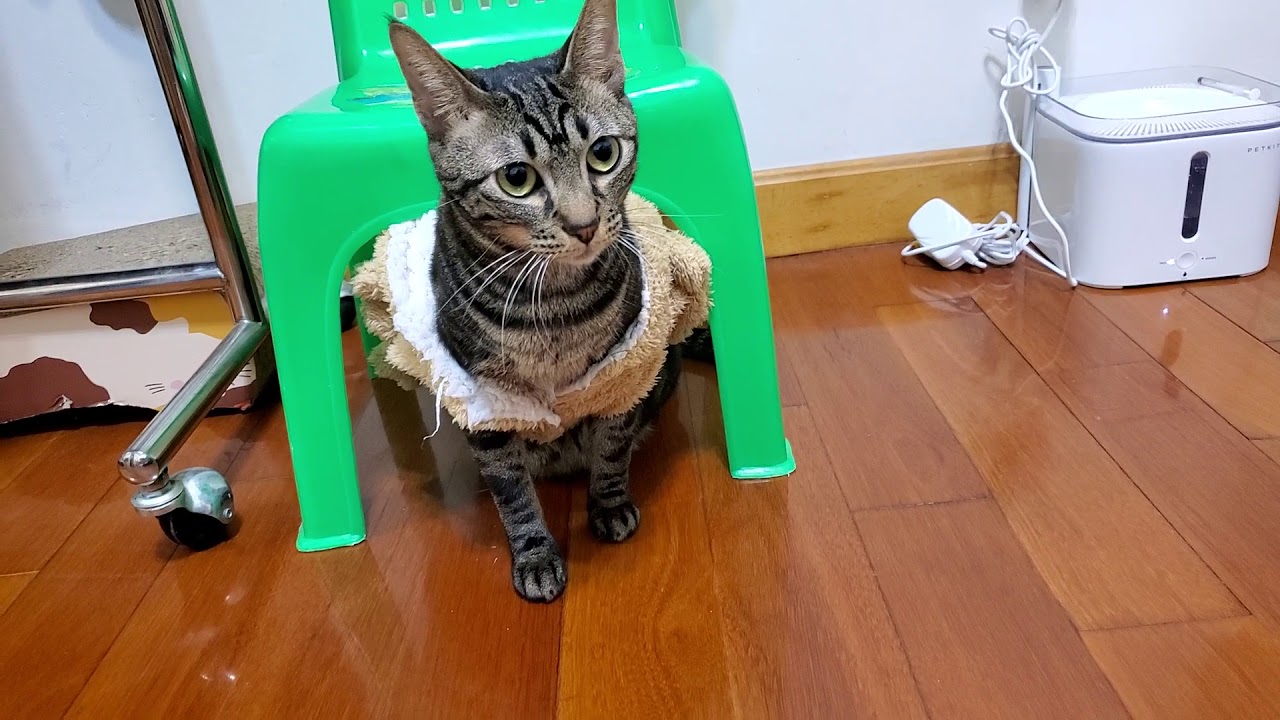 Cat Stuck Under A Chair :O - YouTube