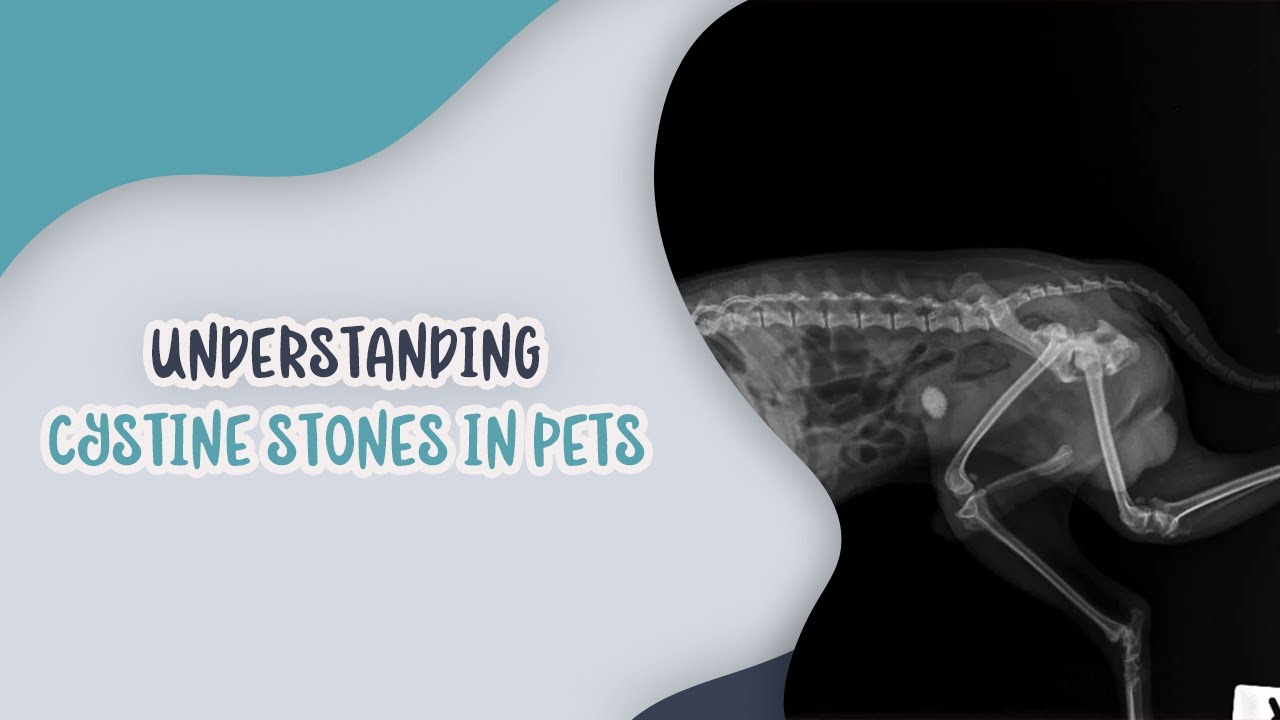 Understanding Cystine Stones in Pets - YouTube