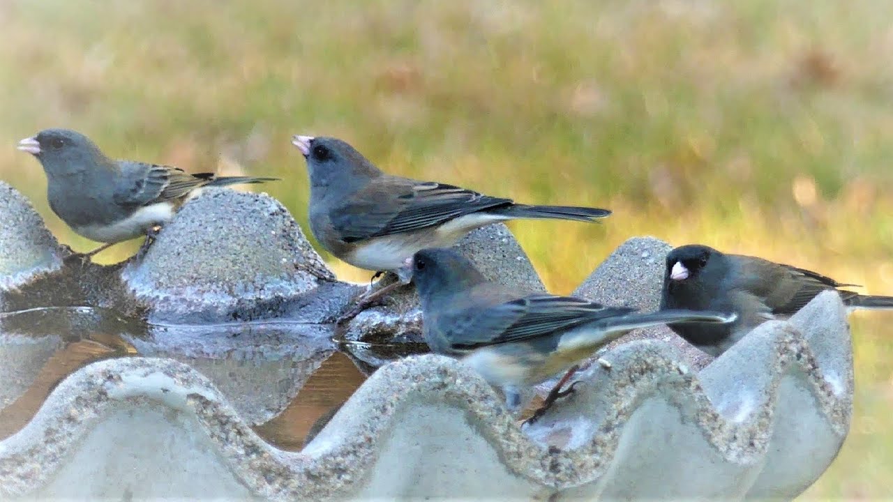 Sweet Sound! Large Flock of Dark-eyed Juncos Visit Birdbath, Hear Their ...
