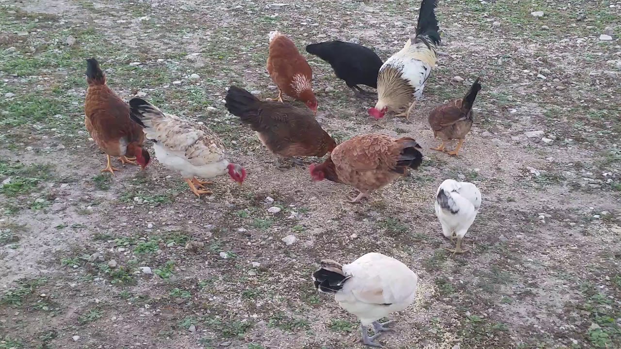 Gallinas en el rancho - YouTube