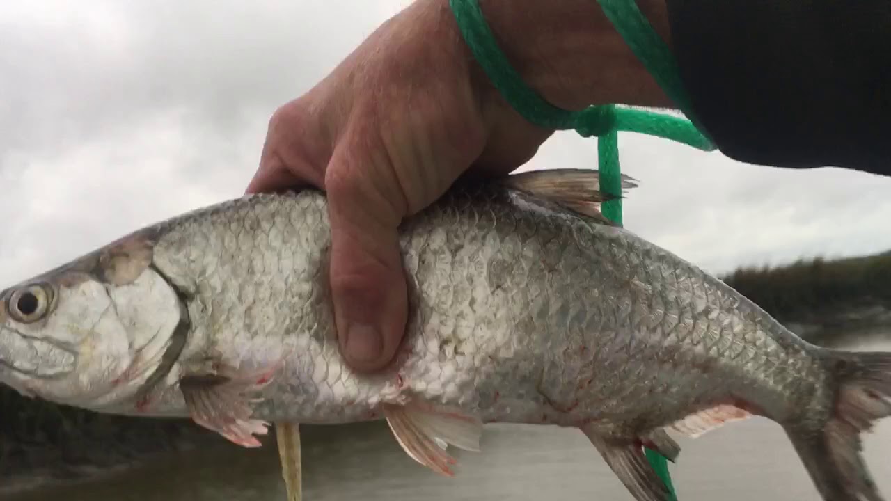 Small Tarpon - YouTube