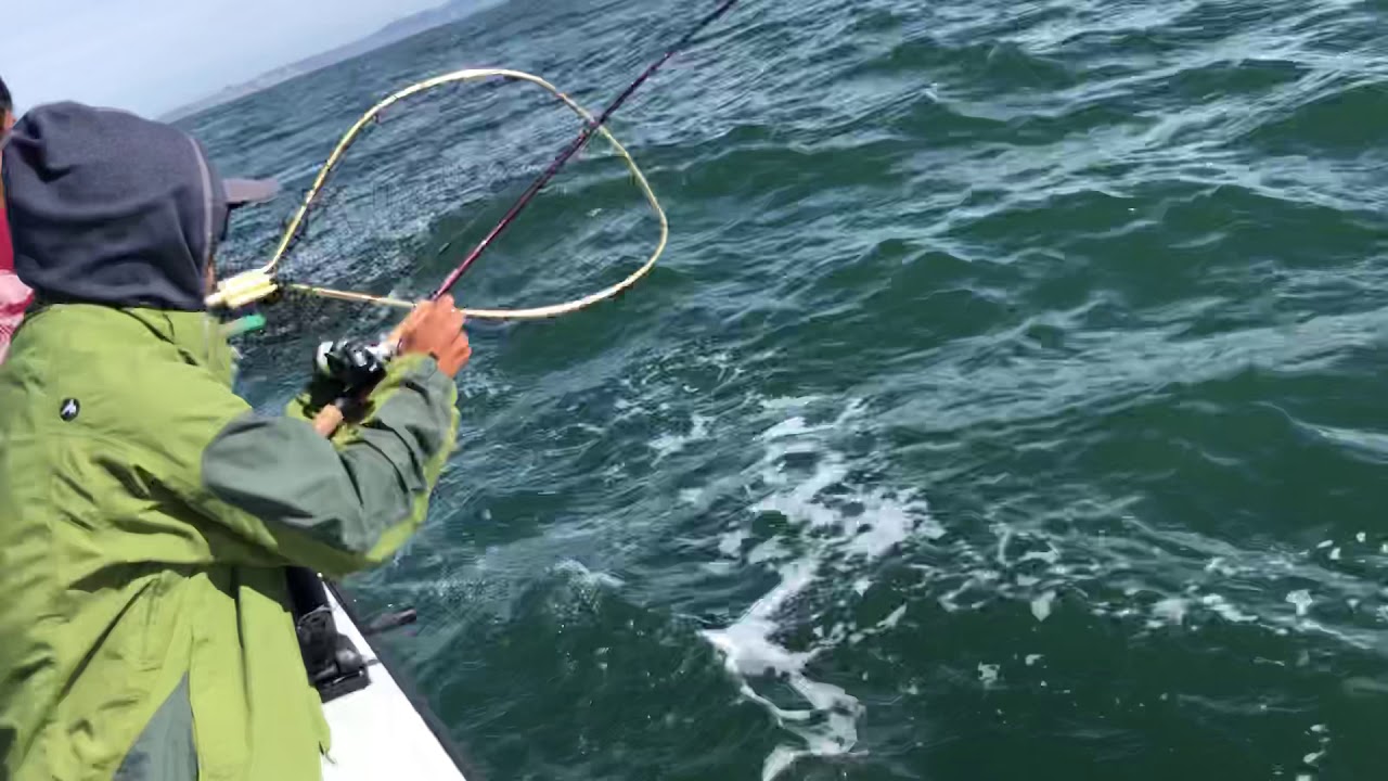 Salmon out the gate - YouTube