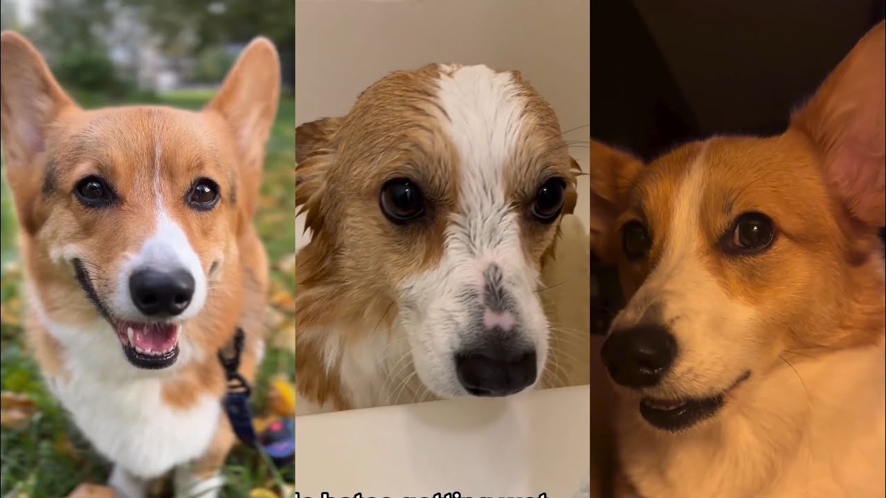 Funny video with corgi #96 😍🤗 #corgi - YouTube