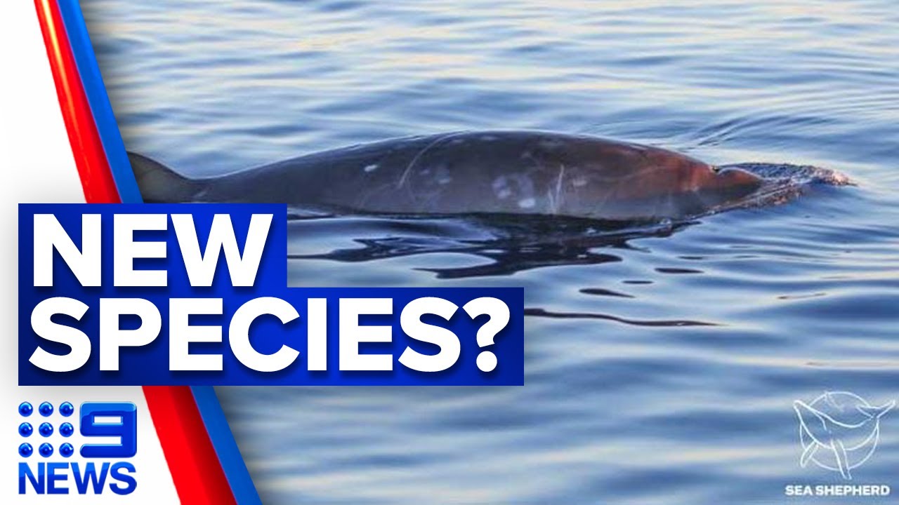 Possible new whale species found off Mexico | 9 News Australia - YouTube