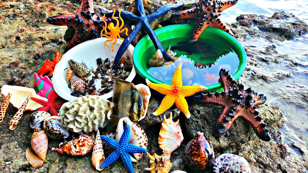 Menemukan Kelomang super Raksasa,Ikan Hias laut,Bintang laut,keong ...