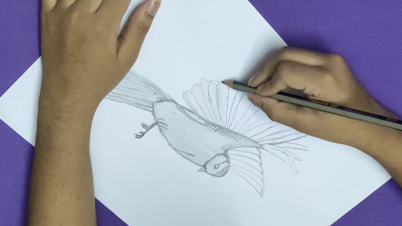 A sketch of a bird drawn by A 8 YEARS OLD BOY - YouTube