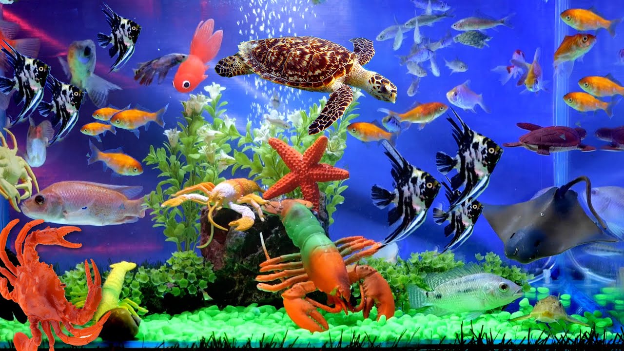 Beautiful ornamental fish,cute animals,colorful aquariums,crabs ...