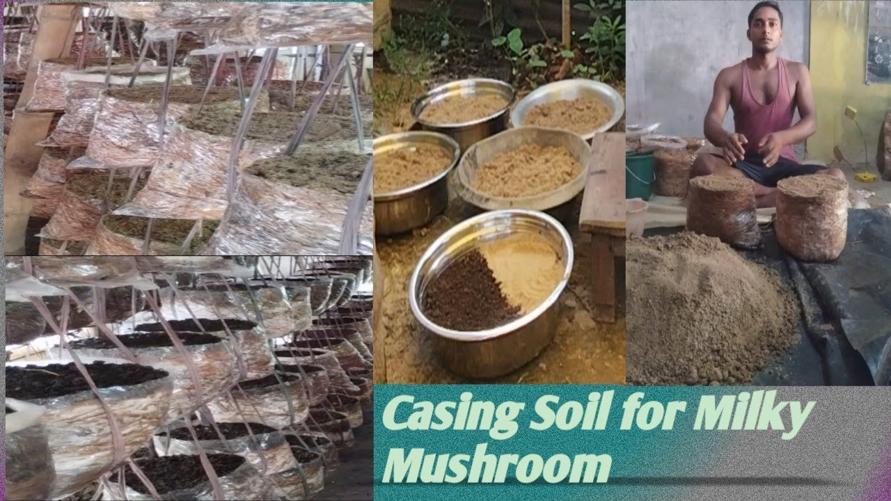 Casing Soil for Milky Mushroom,#Organic #milky #mushroom - YouTube
