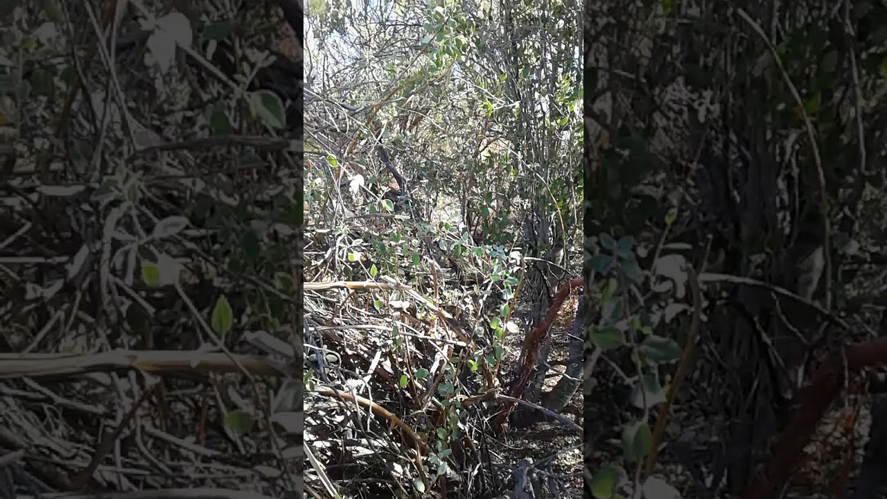 Moronel Medicinal, Pino Solo - YouTube