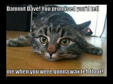 Lolcats compilation- 30 lolcat pictures | LOLcats | Know Your Meme