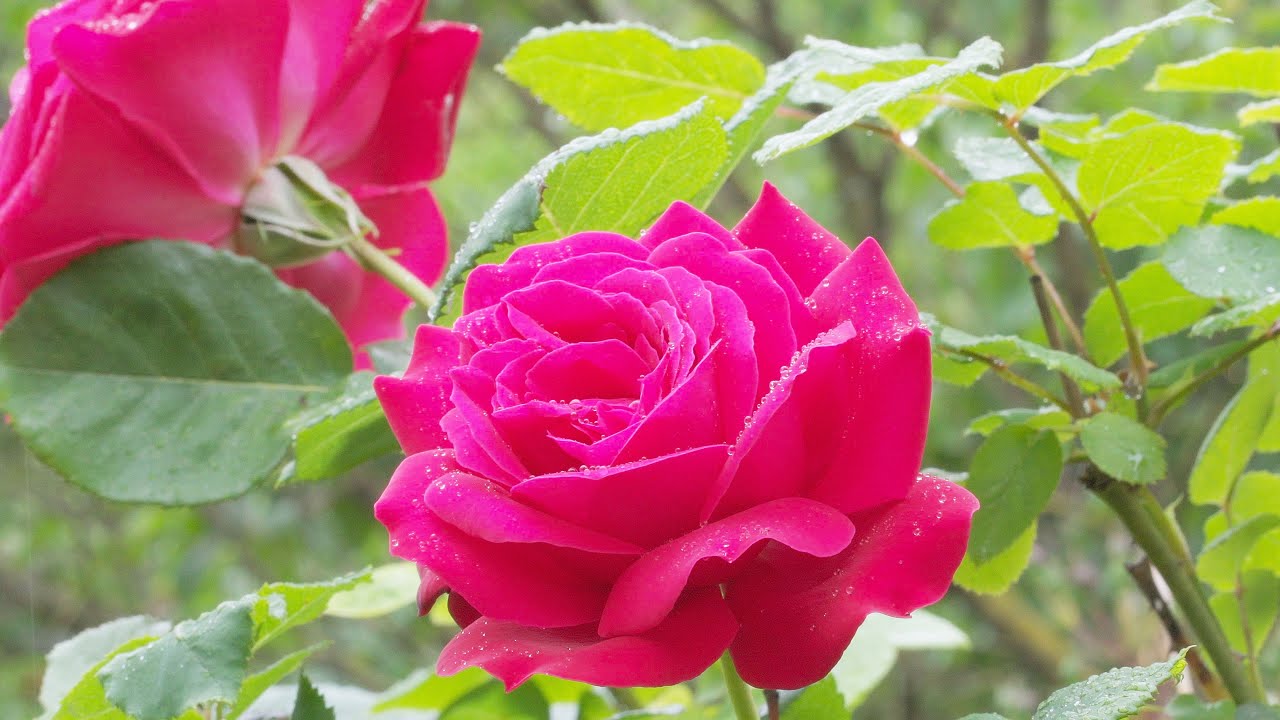 Relaxing Rose Meditation in the Rain 4K - YouTube