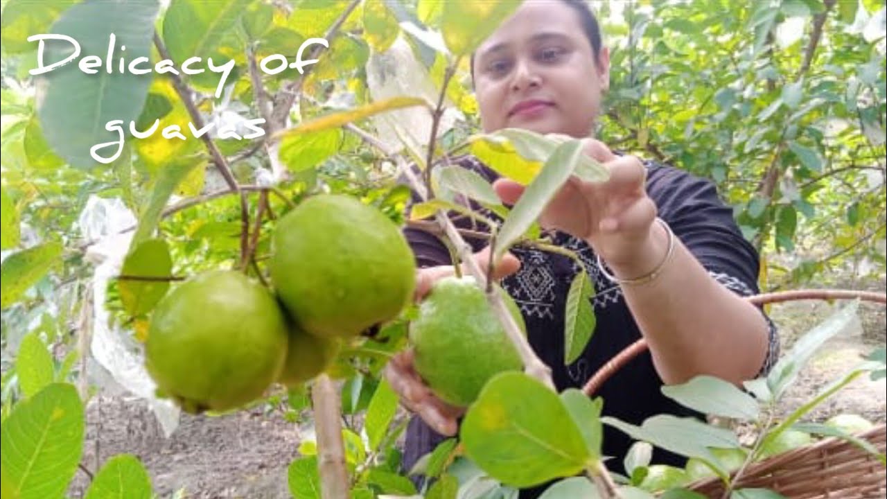 Delicacy of guavas.Various types of guava's recipes. vegetables fron ...