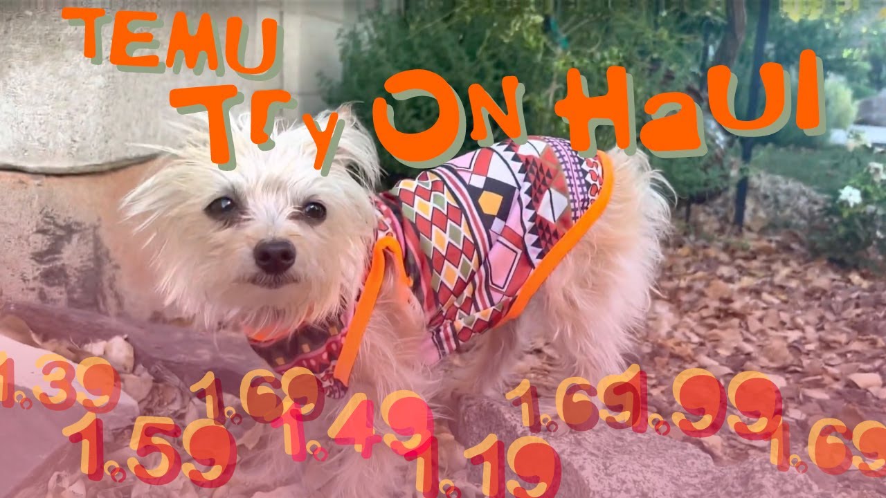 Dog Clothes For Under $2 On TEMU?!?!? / Try On Haul - The Cookin ...