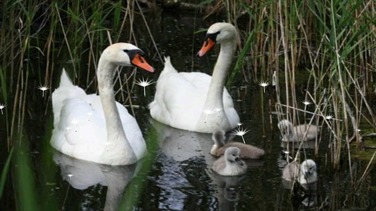 Beautiful swans photo show/special effects - YouTube