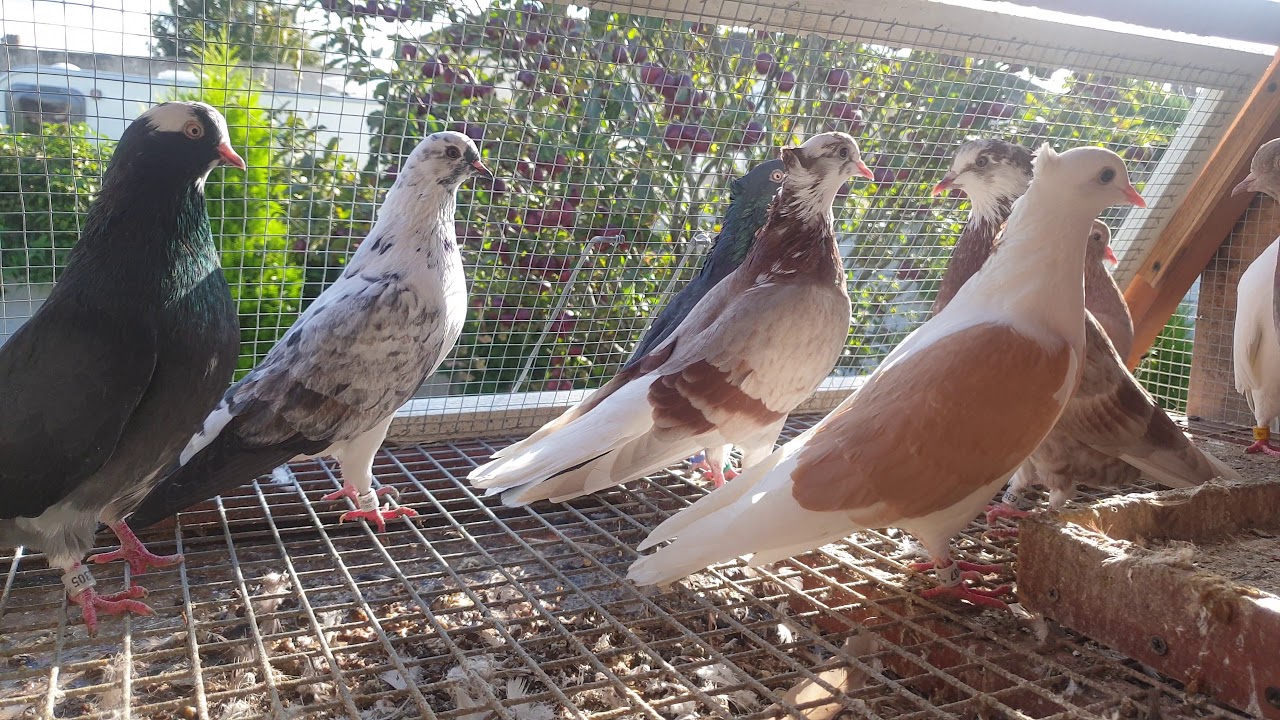 Kaftar Irani in UK - YouTube