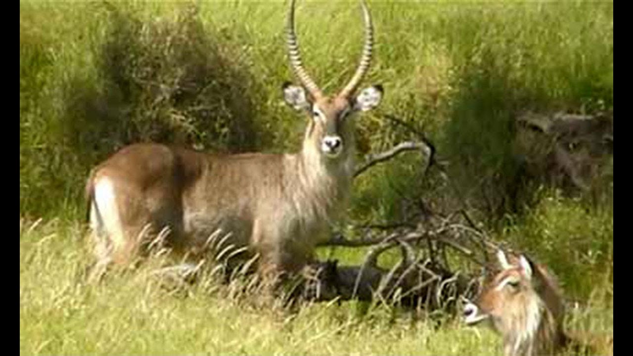 African Antelope Talk - YouTube