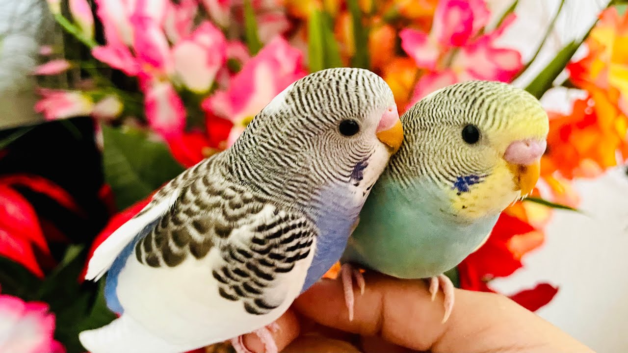 Good Moring Birdies! Happy parakeets chirping, Cats TV Birds for cats # ...
