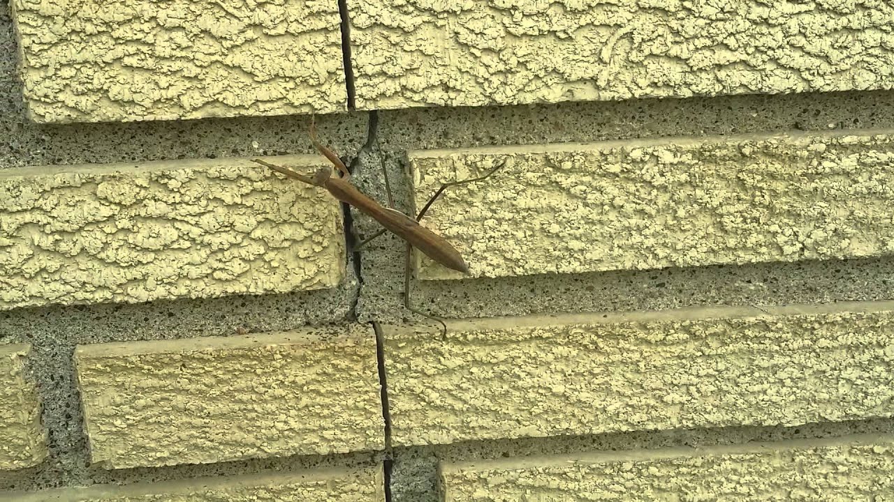 Brown Chinese Praying Mantis - YouTube