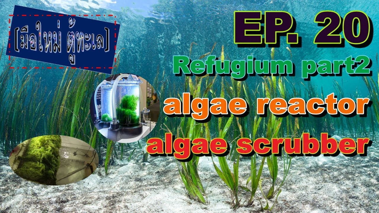 [มือใหม่ ตู้ทะเล] EP.20 เรฟูเจียม Refugium Part 2/Algae reactor/Algae ...