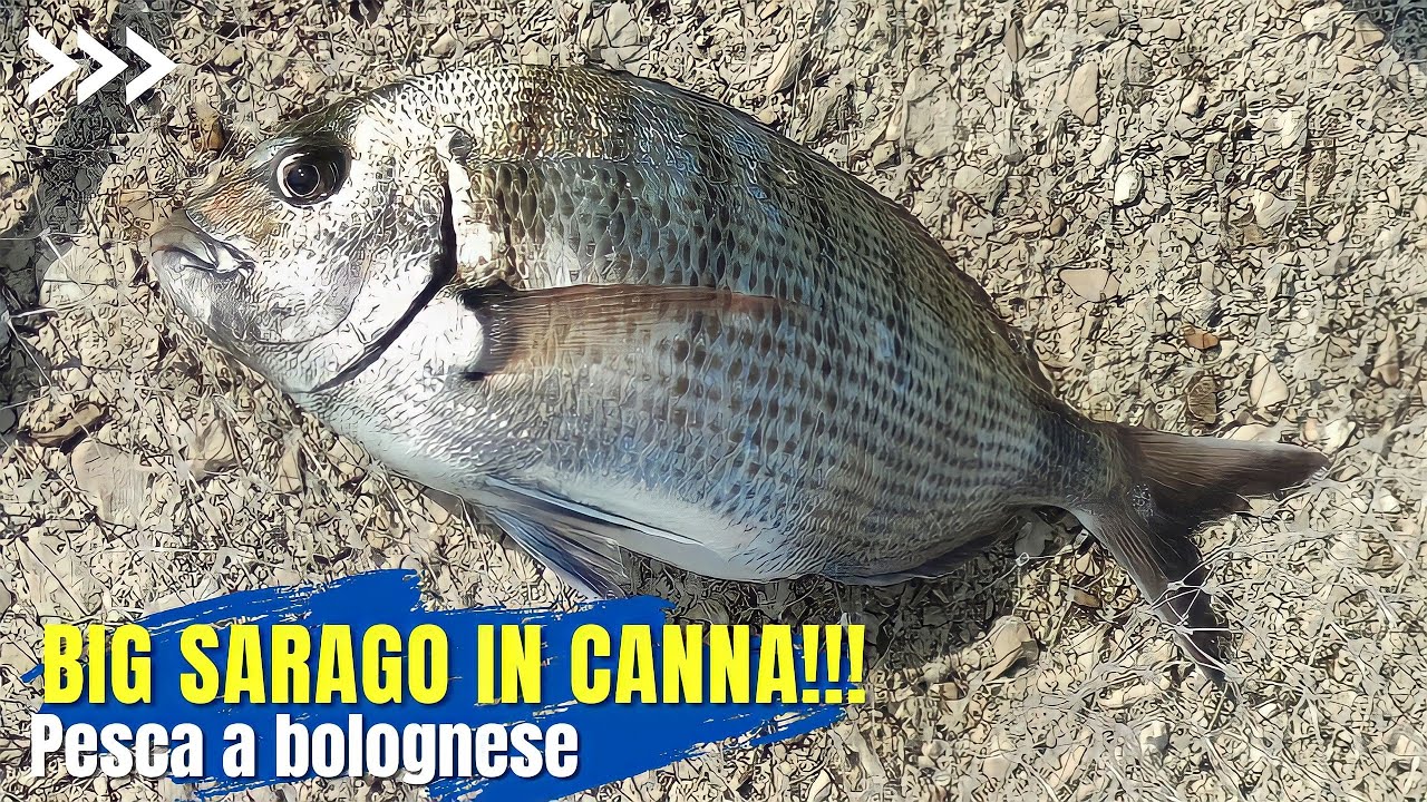 SARAGONE a bolognese in PUGLIA con GALLEGGIANTE&PASTURATORE|Maver Flag ...