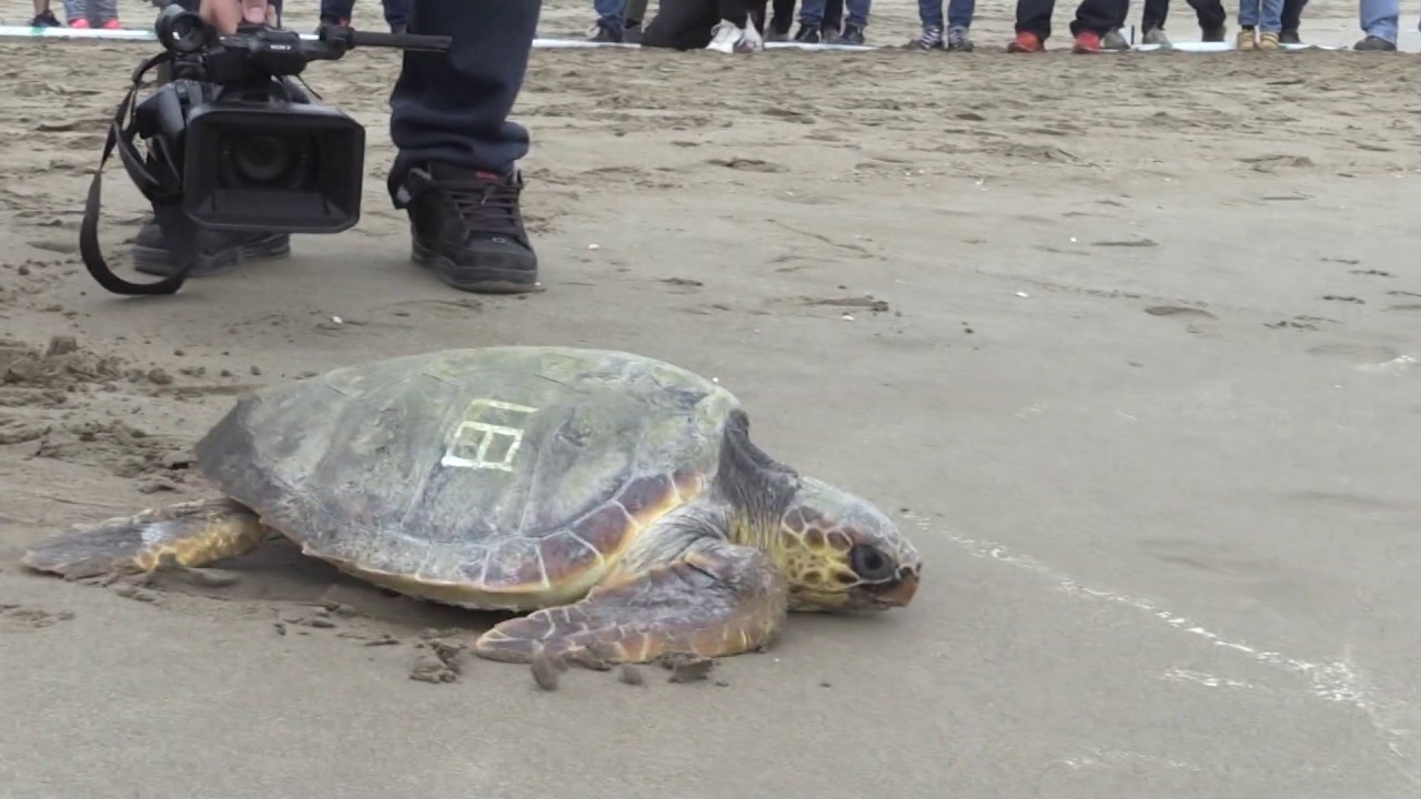 Fem una ullada: Alliberament de Tortugues a la Ràpita - YouTube