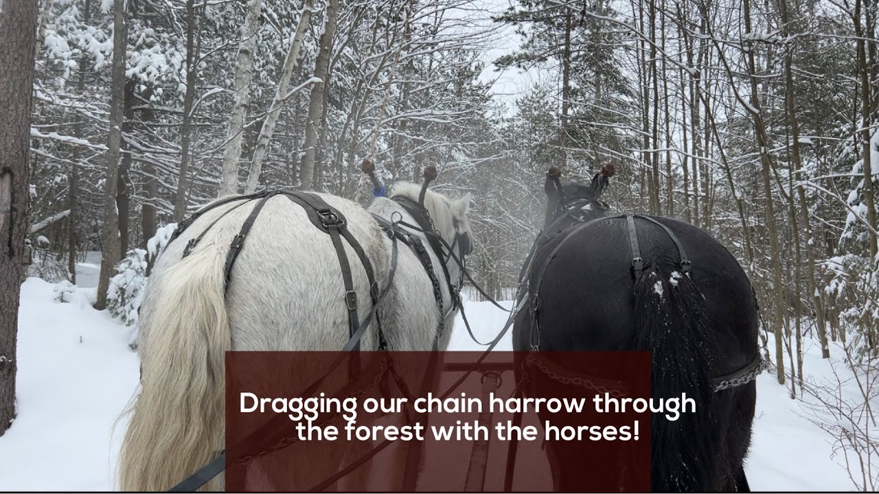 Dragging our forest with the chain harrow using Draft Horses! - YouTube
