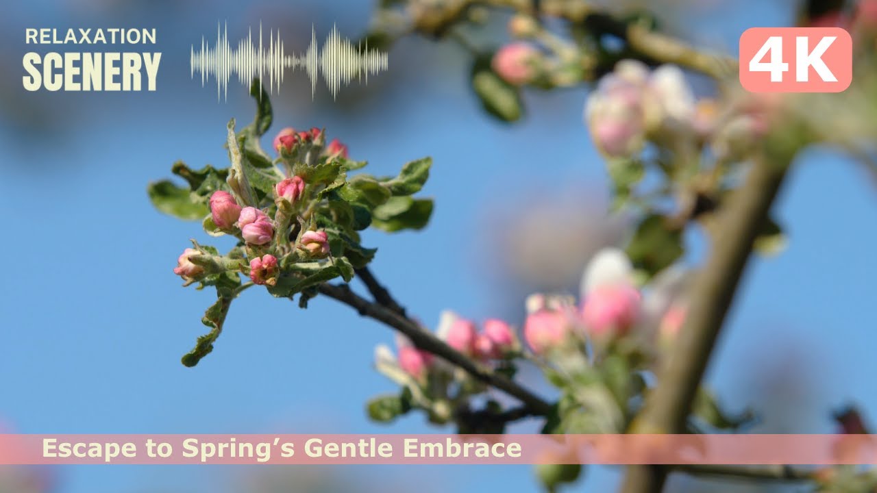 🌸 Spring Serenity in 4K: Peaceful Rivers & Blossoming Trees for ...