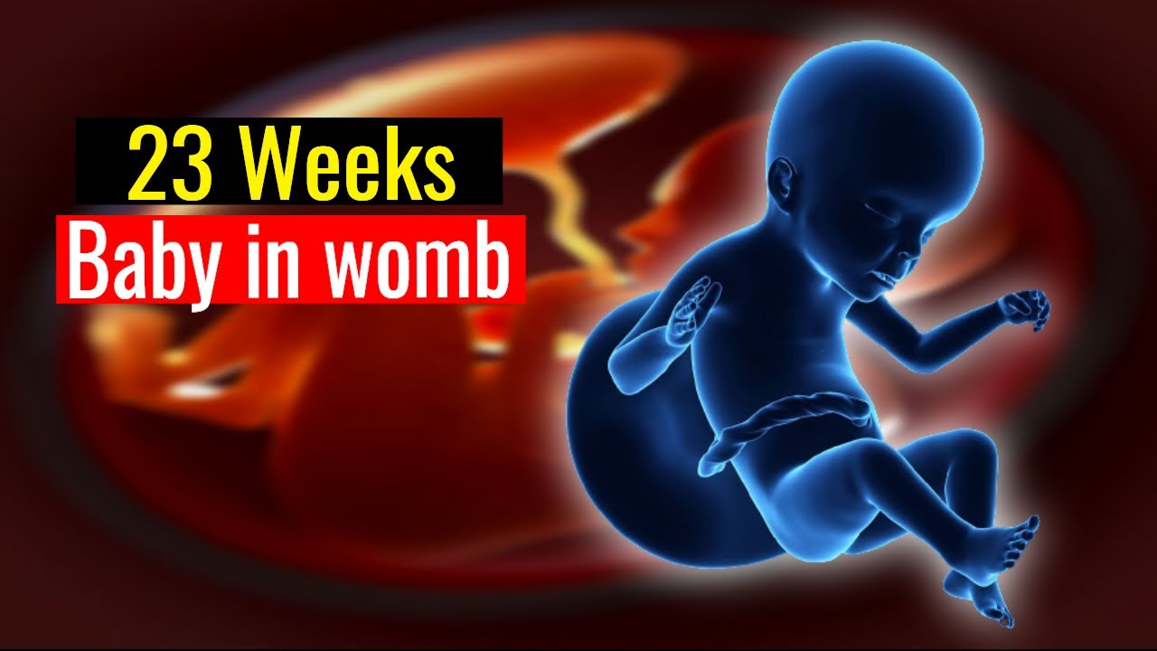 23 Weeks Pregnant: Your Baby's Senses and Amazing Growth - YouTube