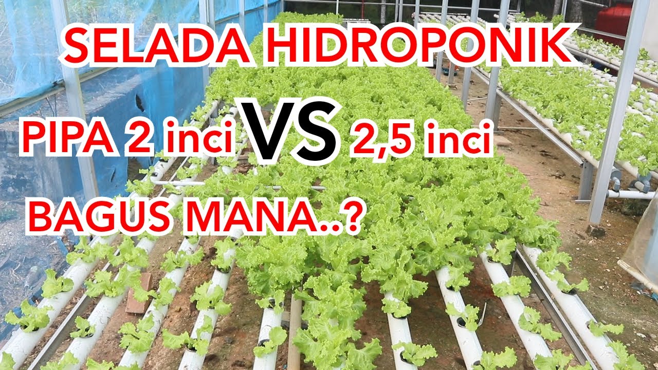 SELADA HIDROPONIK PIPA PARALON 2 DAN 2,5 INCI NFT - YouTube