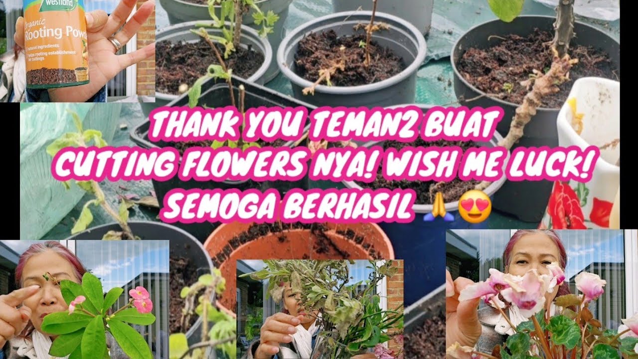 COBA2 NANEM BUNGA2 POTONGAN YG DR TEMAN2/ TIME FOR ME TO TRY PLANT MY ...