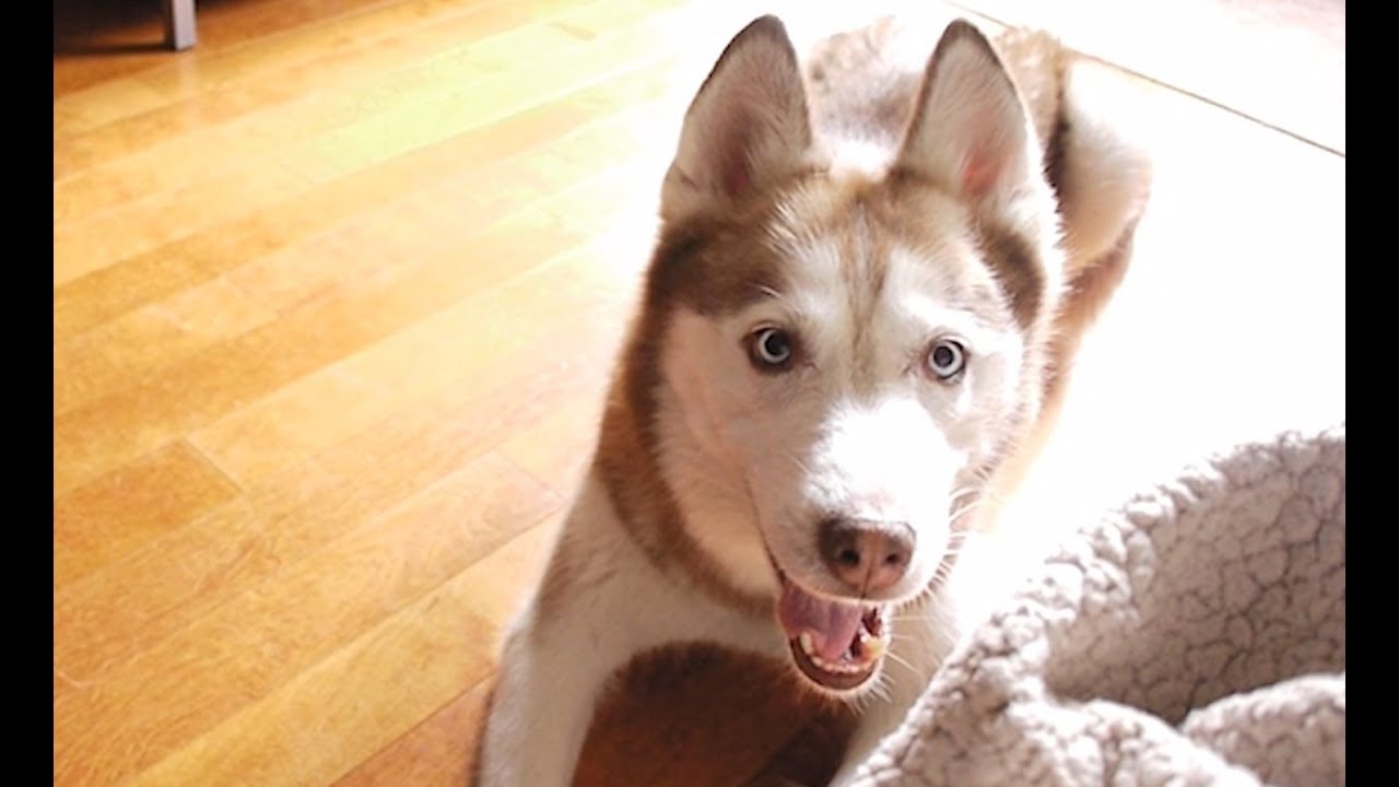 MY TALKING SIBERIAN HUSKY LAIKA! - YouTube