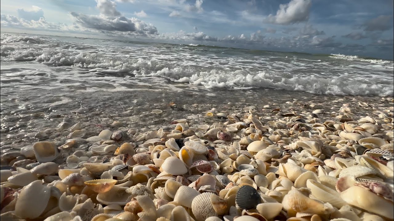 Seashells on Sanibel Island, Abundance of Seashells, Shelling on ...