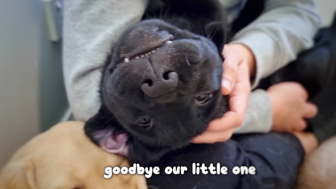 Saying Goodbye to Our Labrador Puppy Molly - YouTube