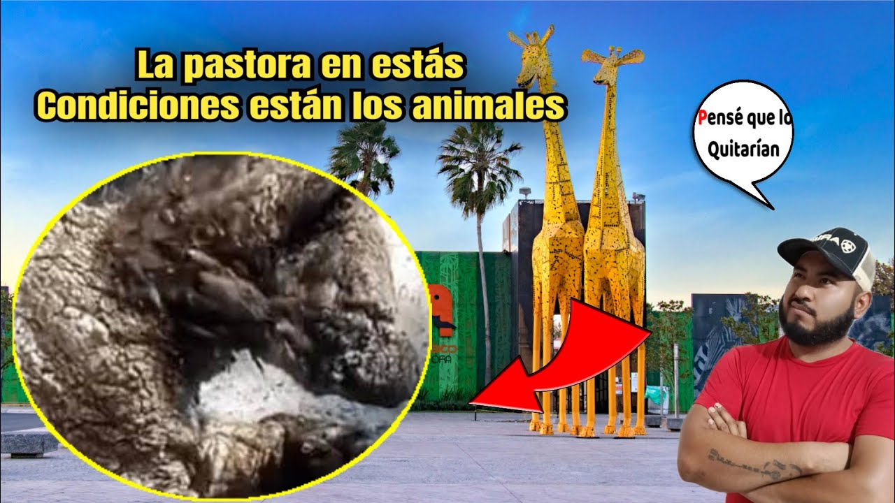 la pastora 😭 en este ESTADO Estaban LOS ANIMALES💔 clausuran la pastora ...