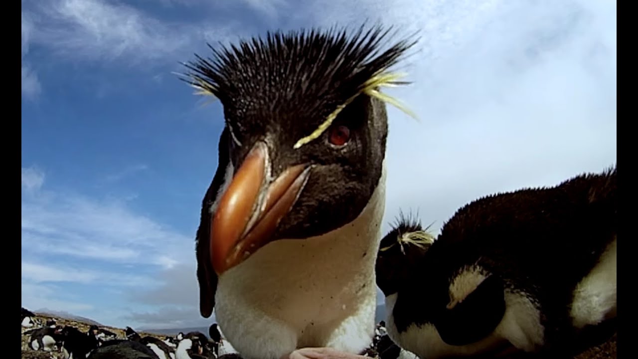 Robot Spy Rockhopper Penguin Deploys A Secret Weapon! - YouTube