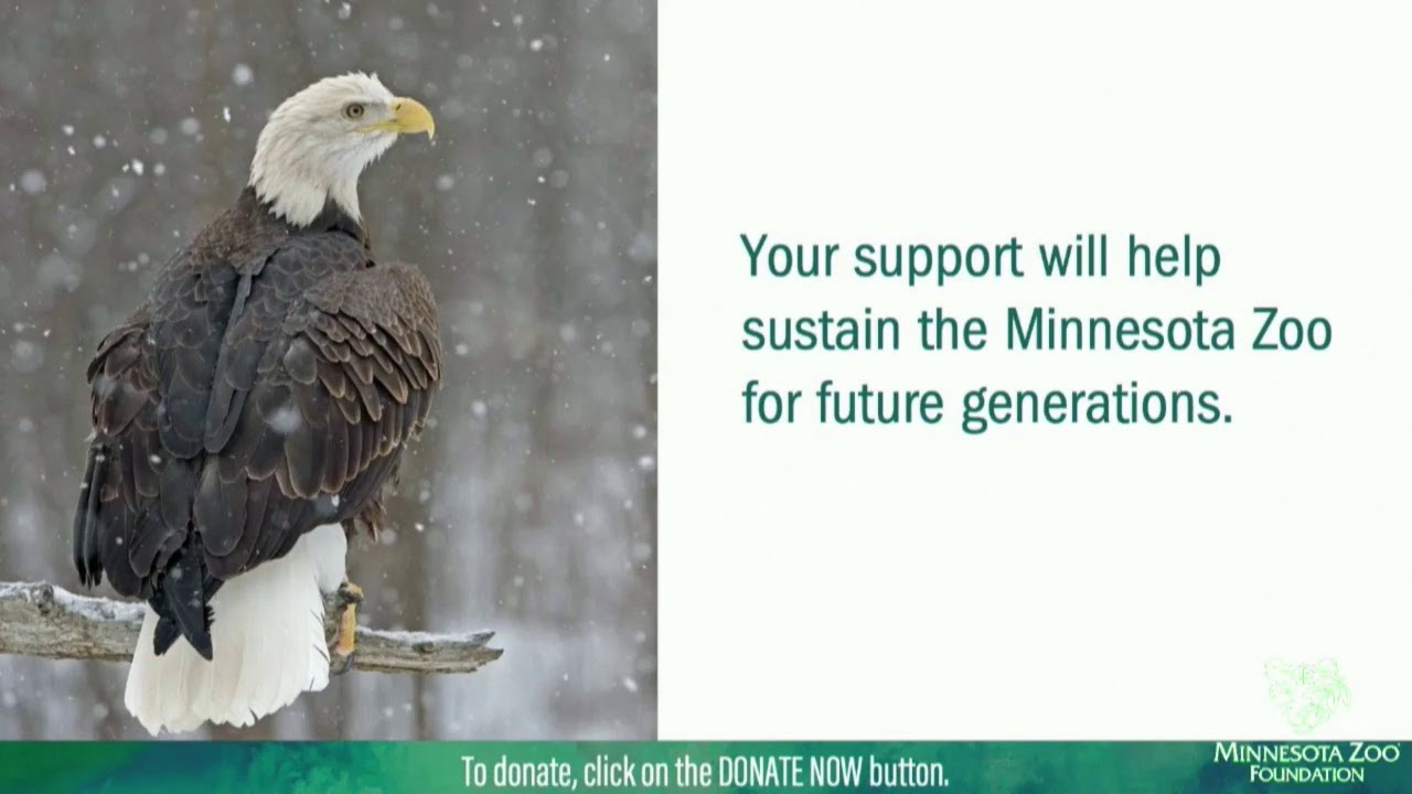 Minnesota Zoo Virtual Beastly Bash 2020 - YouTube