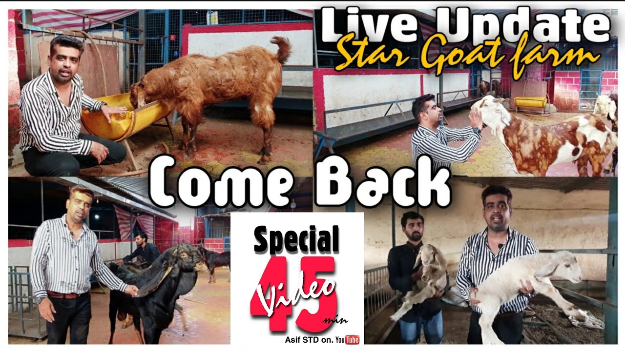 live Update STAR GOATS FARM Asif STD. - YouTube