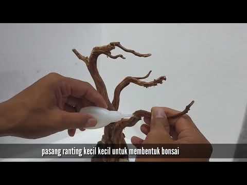 Tutorial membuat bonsai aquascape mudah