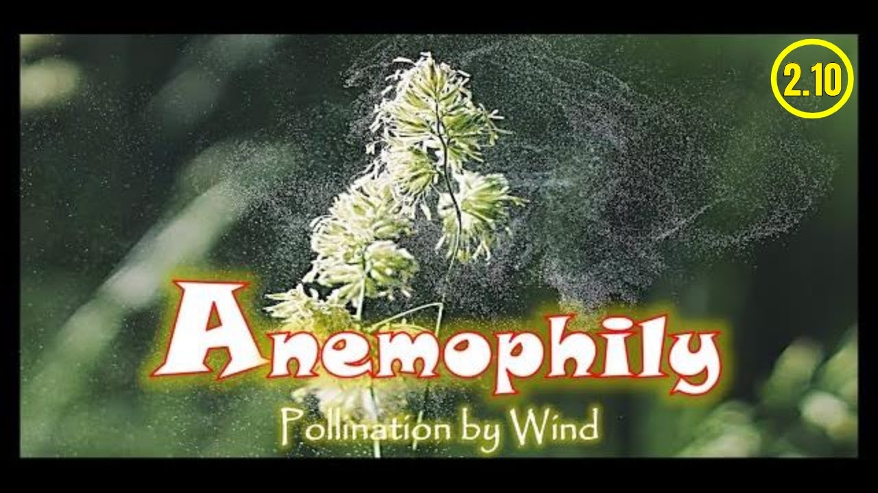 Anemophily | Sexual Reproduction in Flowering Plants | NEET | CBSE ...