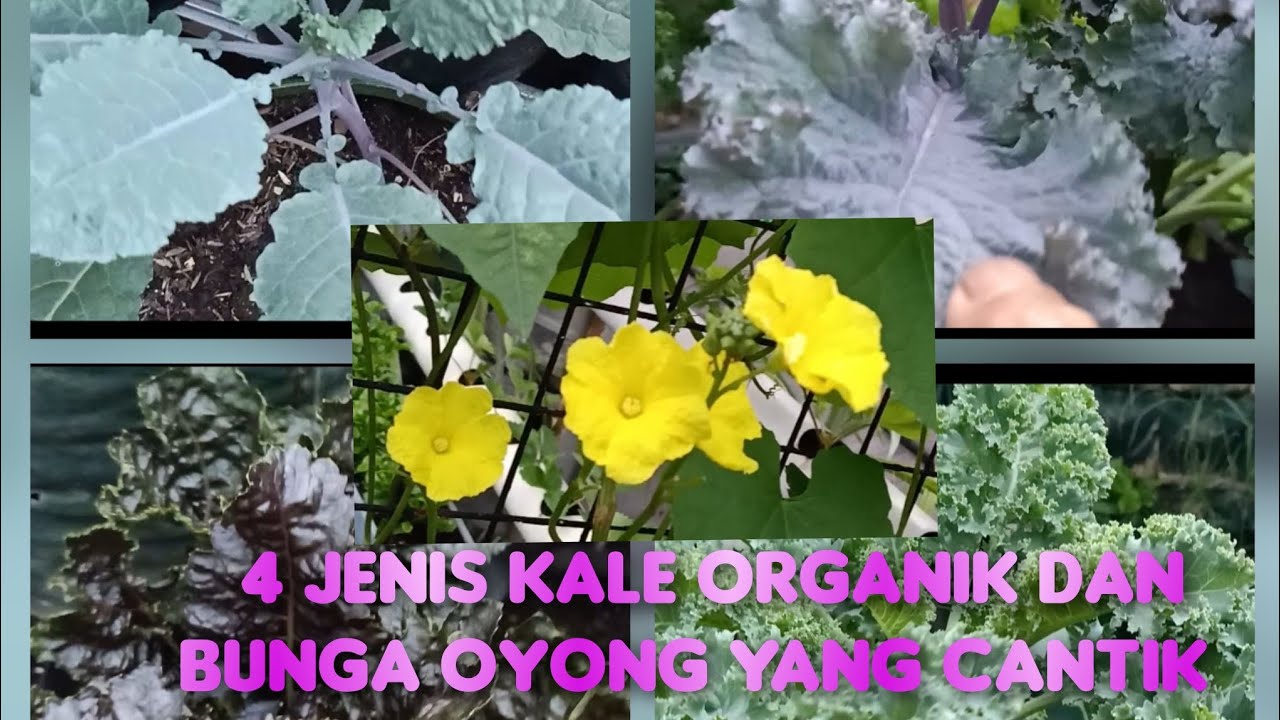 4 jenis kale organik, di kebunku dan ternyata bunga oyongnya sekali 😍 ...
