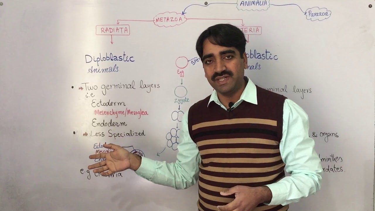Diploblastic and Triploblastic Organisation | Germinal Layers | Animal ...