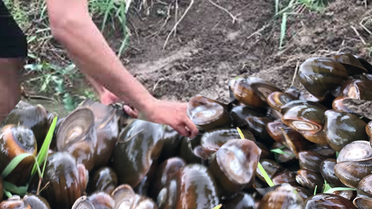 Amazing Man Find To Catch Snails In the Rain Season - YouTube