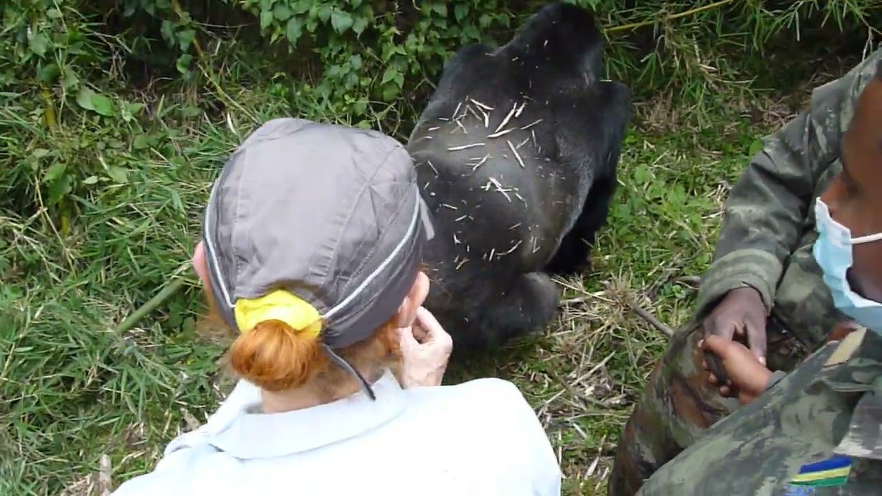 Silverback closeup - YouTube