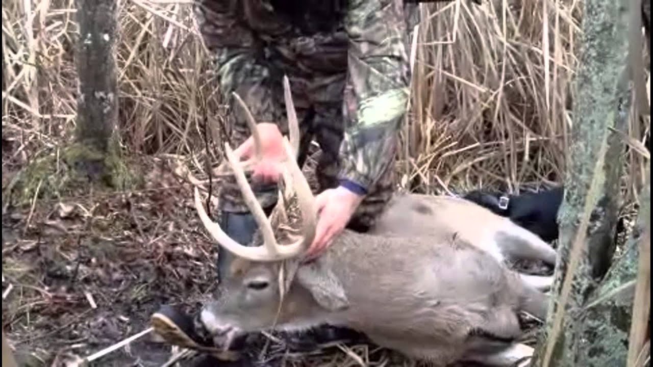 Blood Tracking Dogs YouTube blood-tracking-dogs-youtube