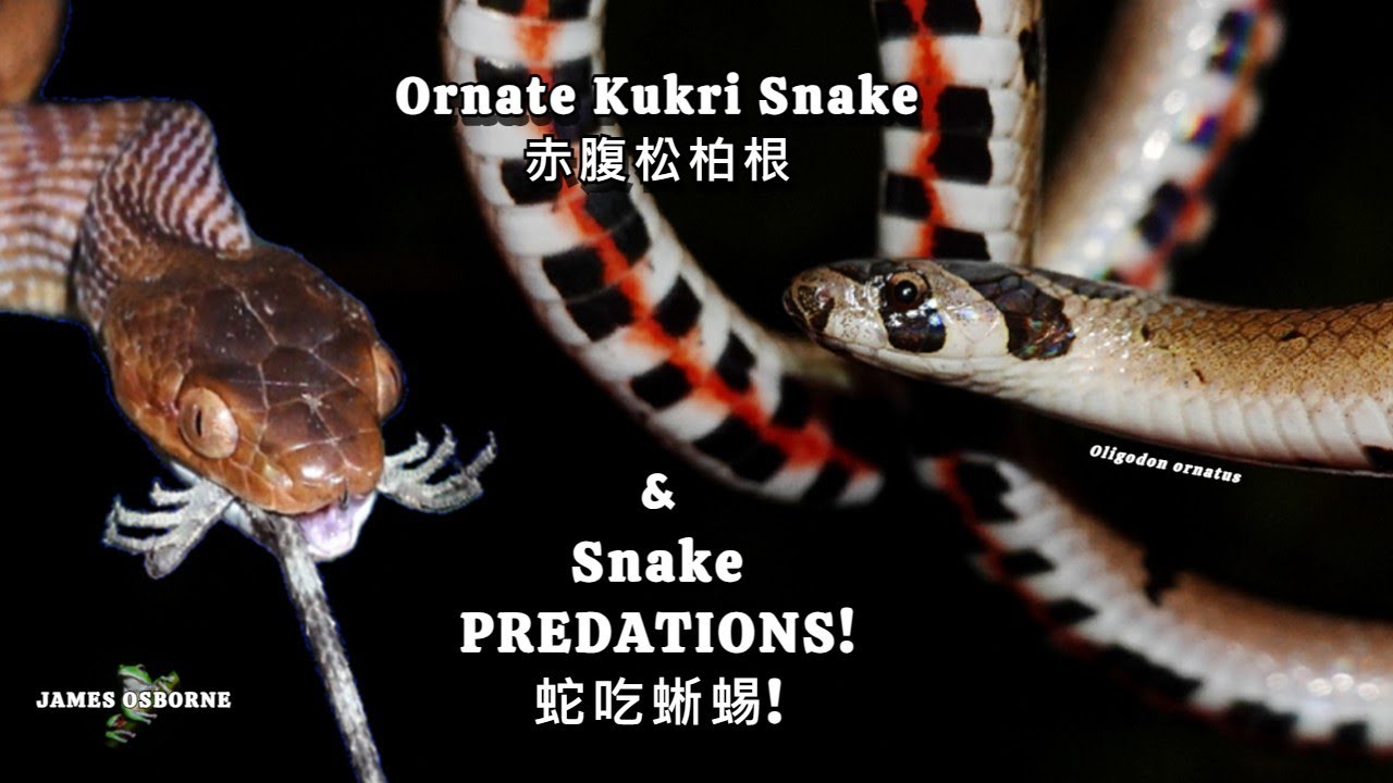 Snakes Eating Lizards 蛇吃蜥蜴 & 赤腹松柏根 Oligodon ornatus - Yangmingshan 陽明山 ...