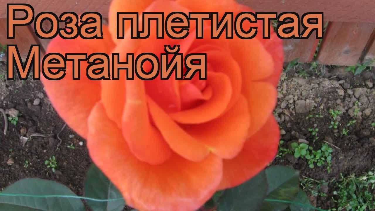 Роза плетистая Метанойя (rose metanoia) 🌿 роза Метанойя обзор: как ...